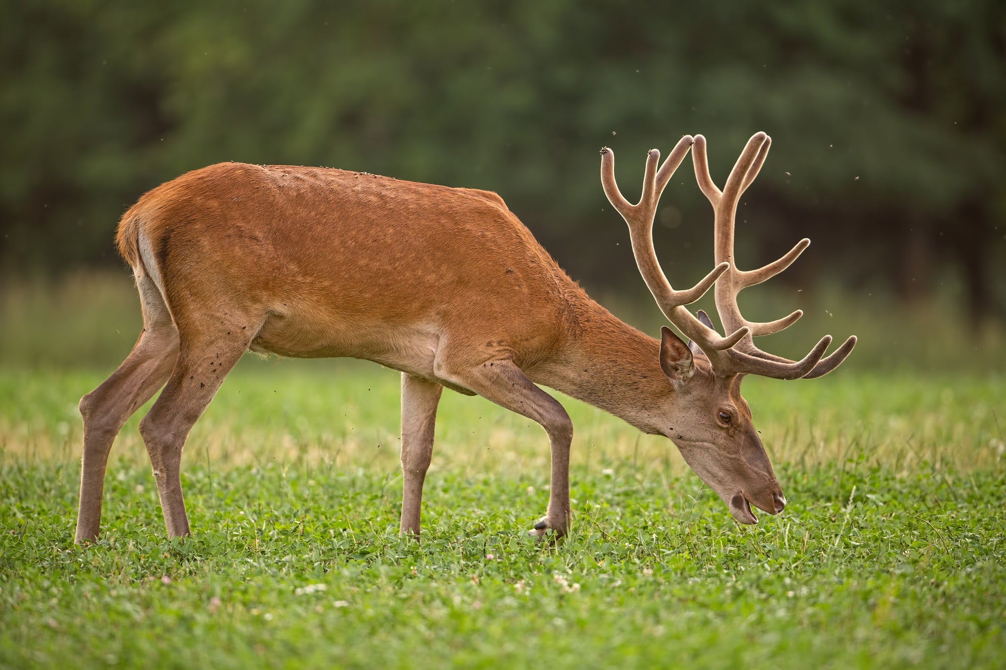 A Closer Look at This Natural Trend: Is Deer Velvet Antler Extract the
